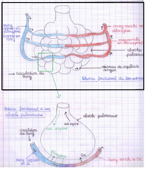 L'appareil respiratoire humain - Cours de SVT 5ème | Vive les SVT