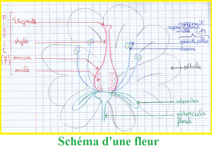 ovule | Vive les SVT