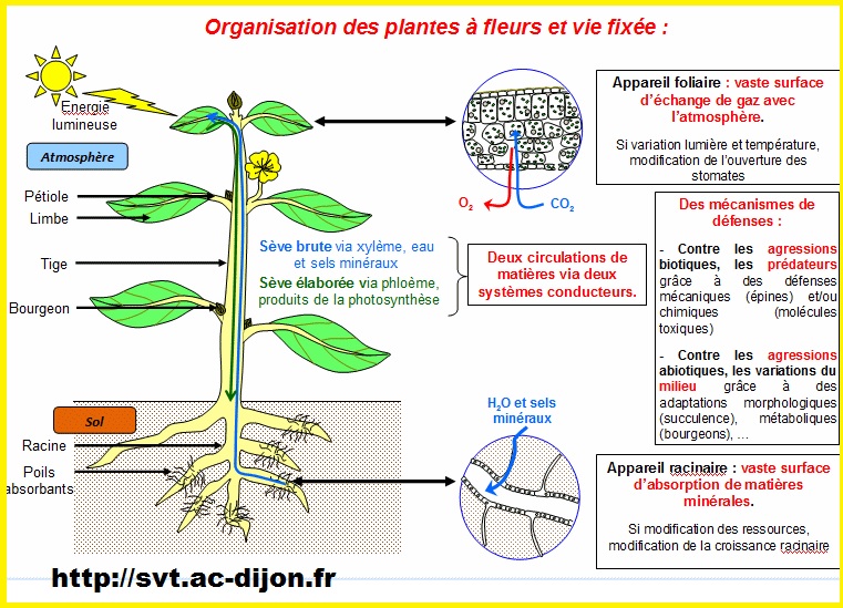 Exemple de la vie fixée chez les plantes - Bac SVT série S | Vive les SVT