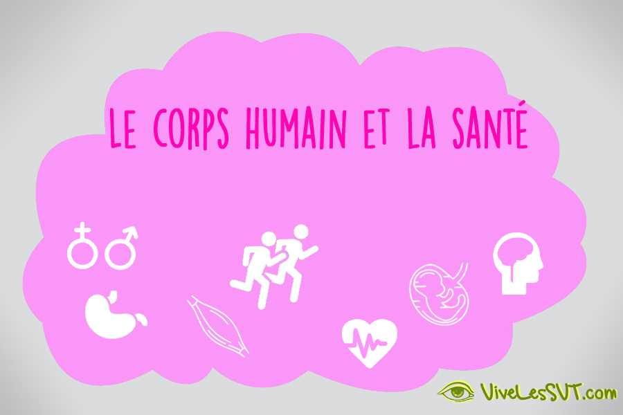 Le corps humain et la santé - Cycle 4 | Vive les SVT