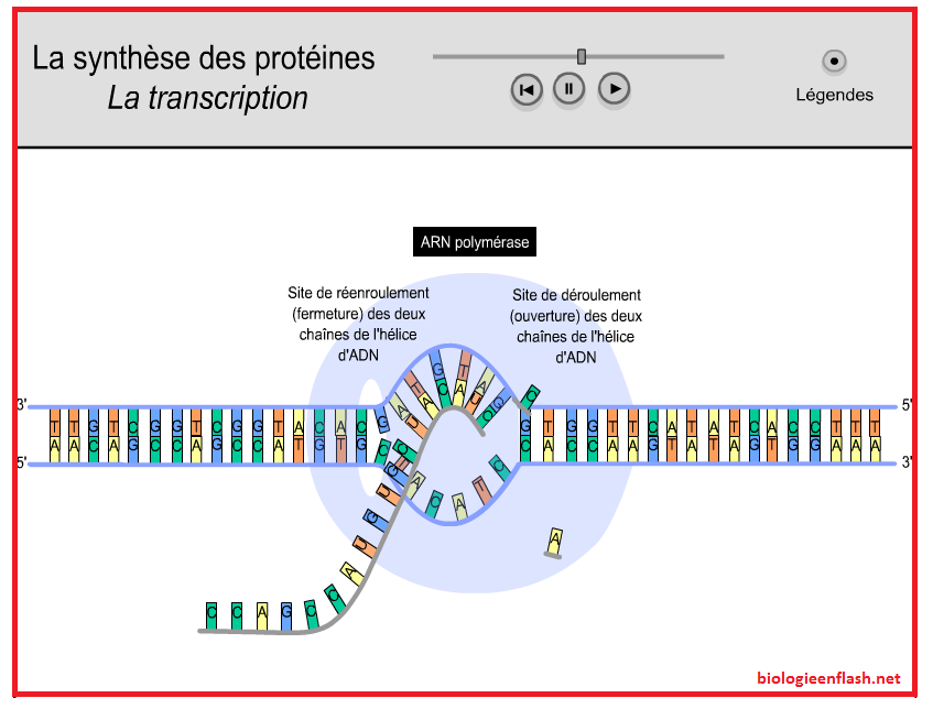 La synthèse des protéines comprend deux étapes: - la transcription