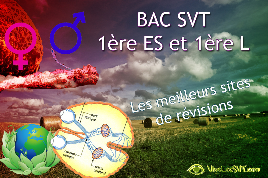 Lycée – Première | Vive les SVT ! Les sciences de la vie et de la Terre ...