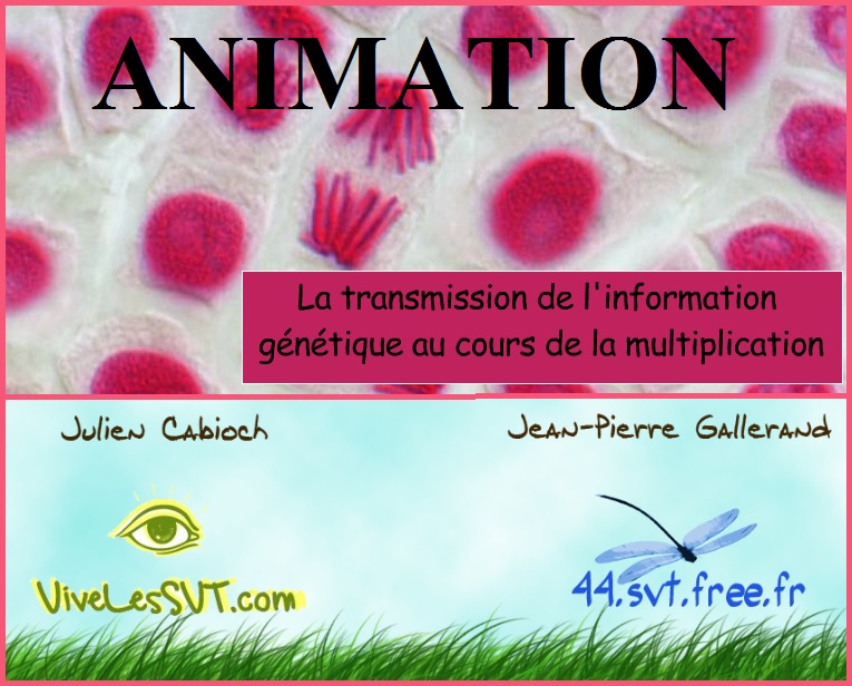 transmission information génétique SVT animation | Vive les SVT ! Les ...