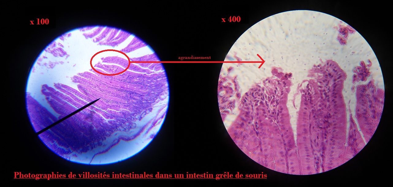 La digestion des aliments - Cours SVT 5ème | Vive les SVT