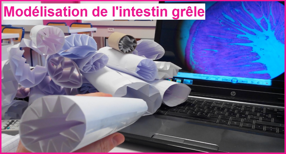modélisation de l’intestin grêle SVT | Vive les SVT ! Les sciences de ...