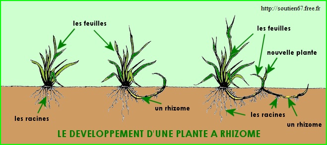 fleur | Vive les SVT