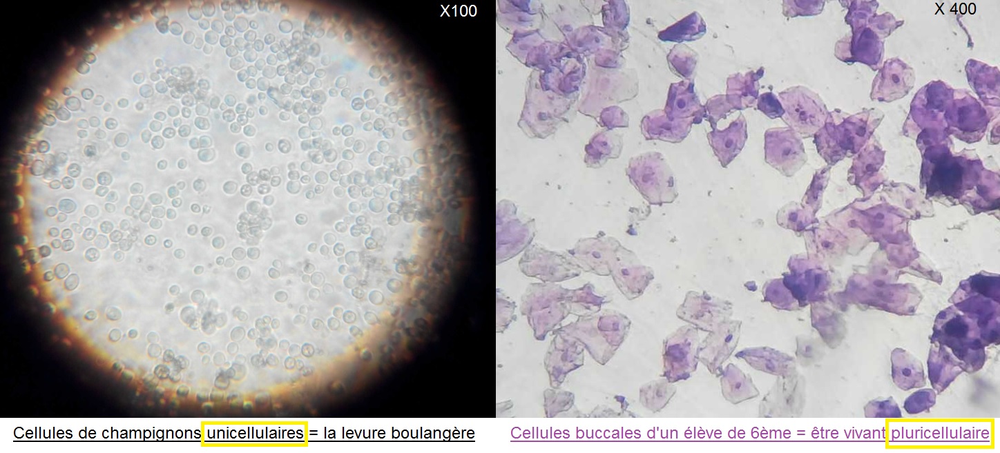 cellules SVT 6ème microscope | Vive les SVT ! Les sciences de la vie et ...