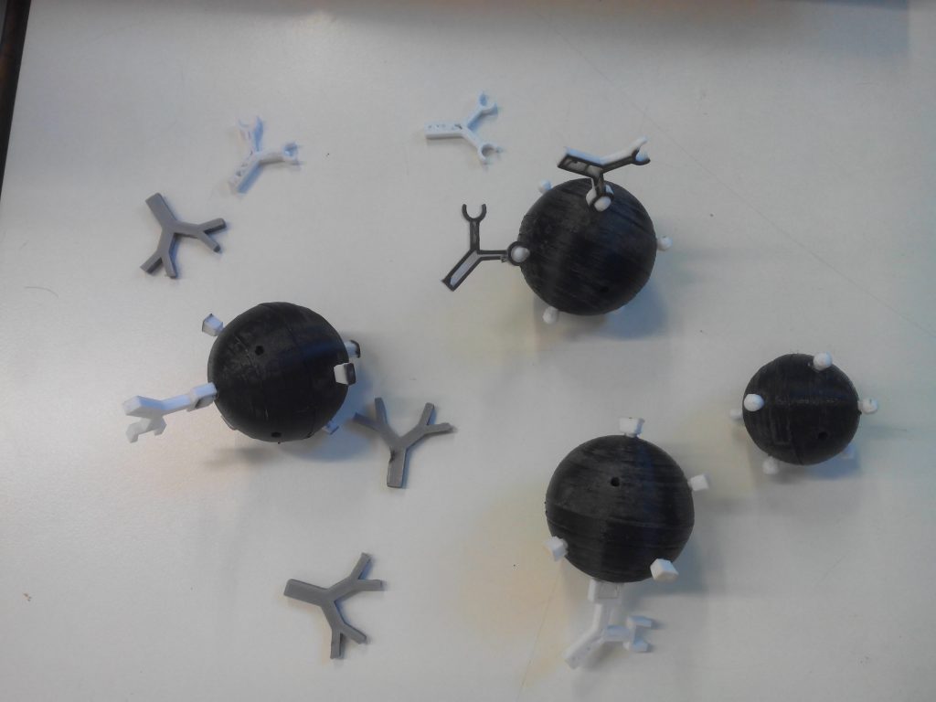 Maquettes anticorps antigène SVT complexe immun réaction immunitaire (2 ...