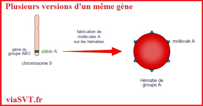 Les supports de l'hérédité - Cours de SVT en 3ème | Vive les SVT ! Les ...