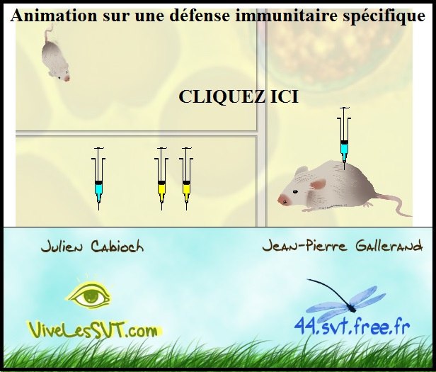 Les réactions immunitaires - Cours SVT 3ème collège | Vive les SVT