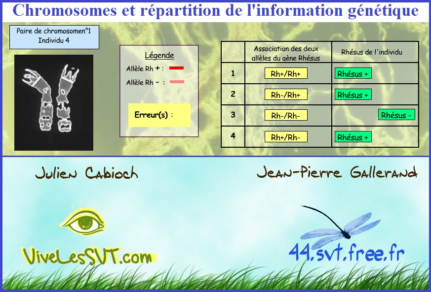 Les supports de l'hérédité - Cours de SVT en 3ème | Vive les SVT ! Les ...