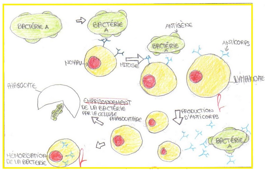 lymphocytes | Vive les SVT