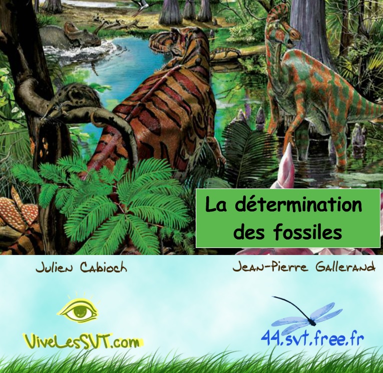 détermination des fossiles SVT animation | Vive les SVT ! Les sciences ...
