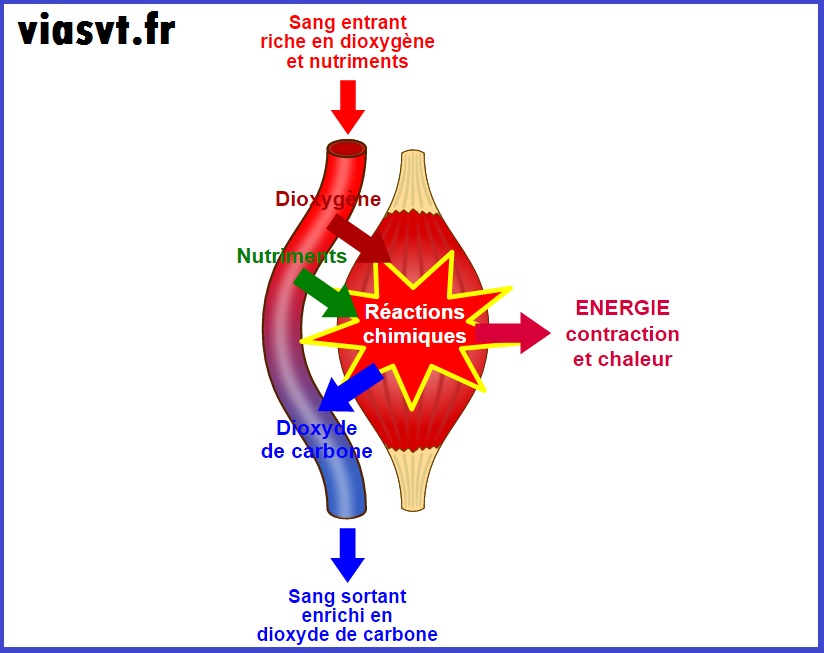 respiration | Vive les SVT