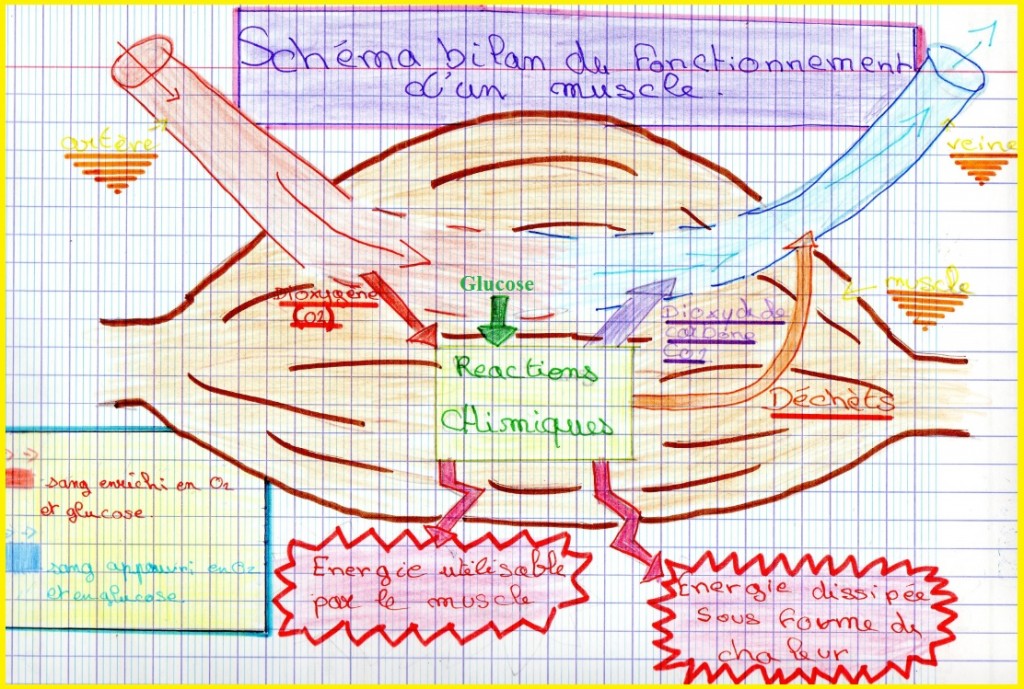 schéma bilan les échanges organes sang SVT besoin des muscles | Vive ...