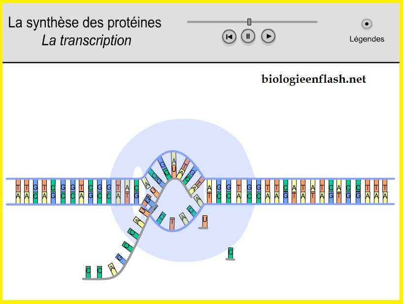 synthèse des protéines | Vive les SVT ! Les sciences de la vie et de la ...