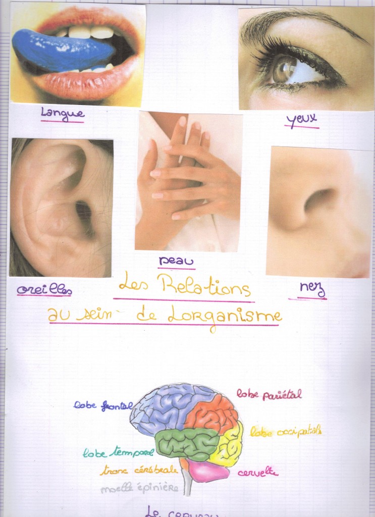 svt 4ème nerf | Vive les SVT ! Les sciences de la vie et de la Terre au ...