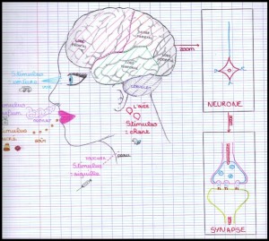 système nerveux svt 4eme | Vive les SVT ! Les sciences de la vie et de ...