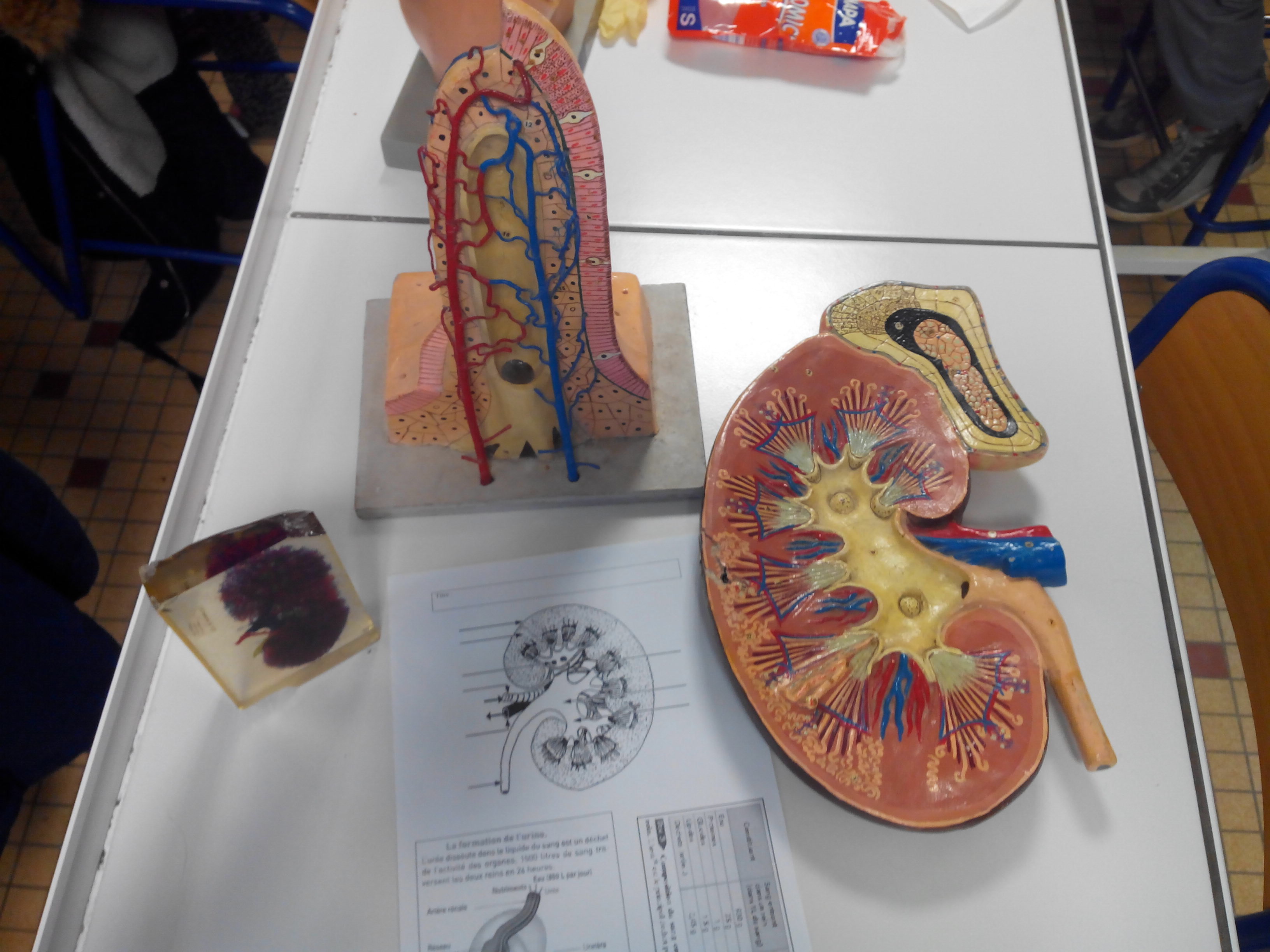 formation de l'urine | Vive les SVT