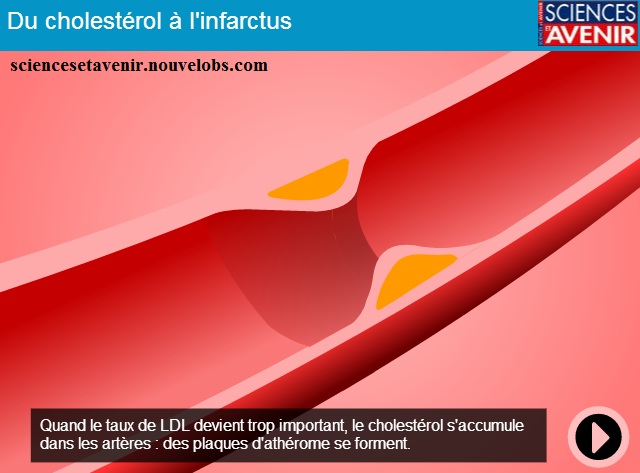 La circulation sanguine - Cours de SVT 5ème | Vive les SVT