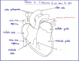 La circulation sanguine - Cours de SVT 5ème | Vive les SVT ! Les ...
