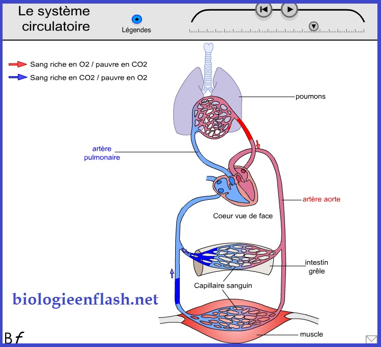 système circulatoire | Vive les SVT ! Les sciences de la vie et de la ...