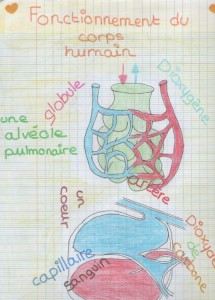 Les SVT en 5ème | Vive les SVT ! Les sciences de la vie et de la Terre ...