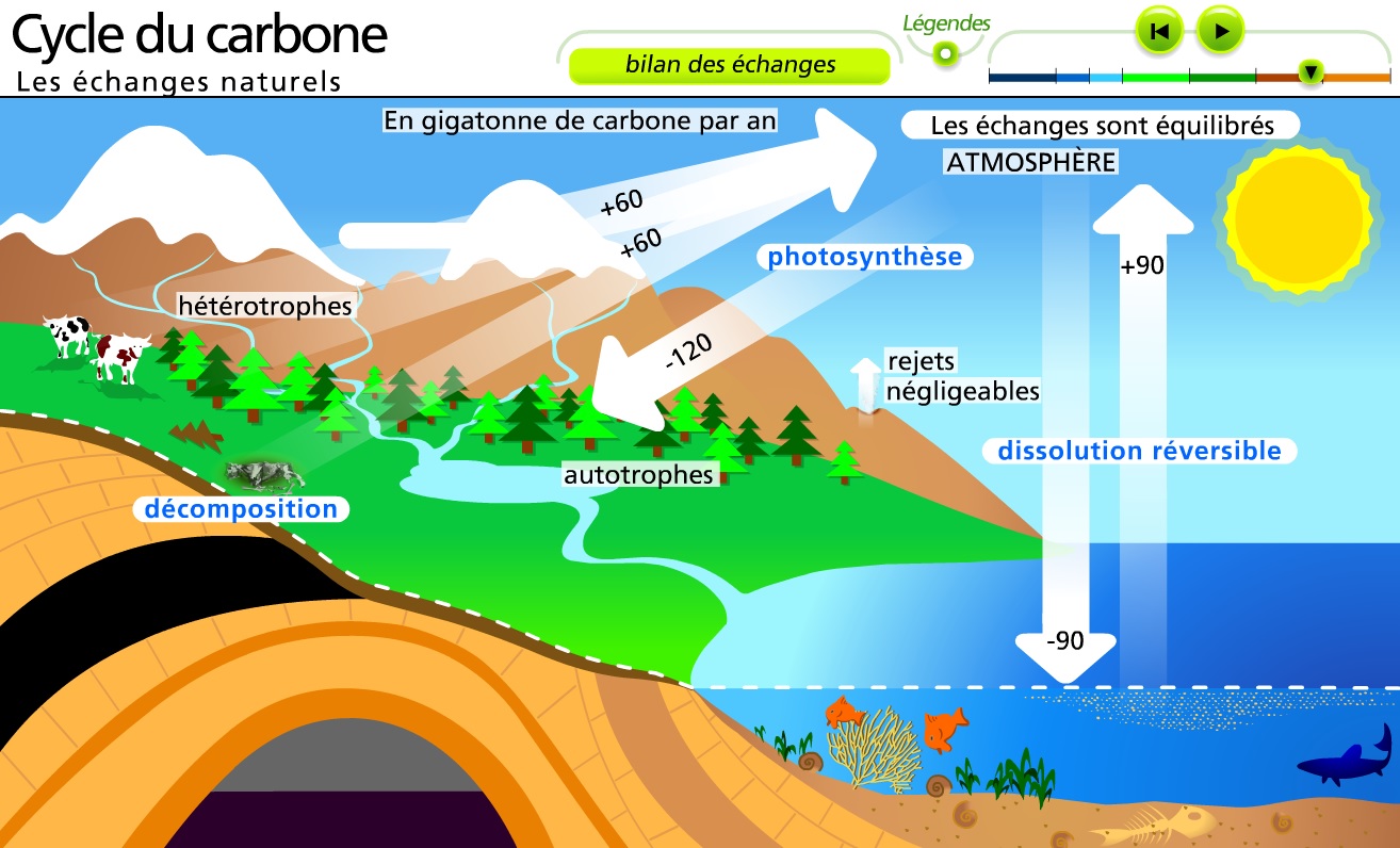 La formation du pétrole : combustible fossile | Vive les SVT !, les ...