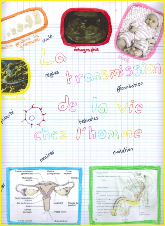 La transmission de la vie illustrée par les 4èmes | Vive les SVT ! Les ...