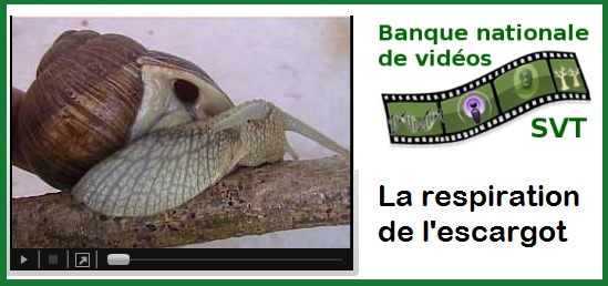 respiration de l’escargot en vidéo | Vive les SVT ! Les sciences de la ...