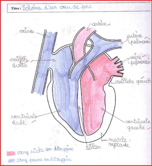 schéma d’un coeur | Vive les SVT ! Les sciences de la vie et de la ...