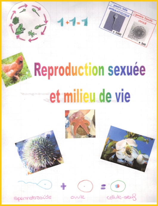 La reproduction sexuée illustrée par les 4èmes | Vive les SVT