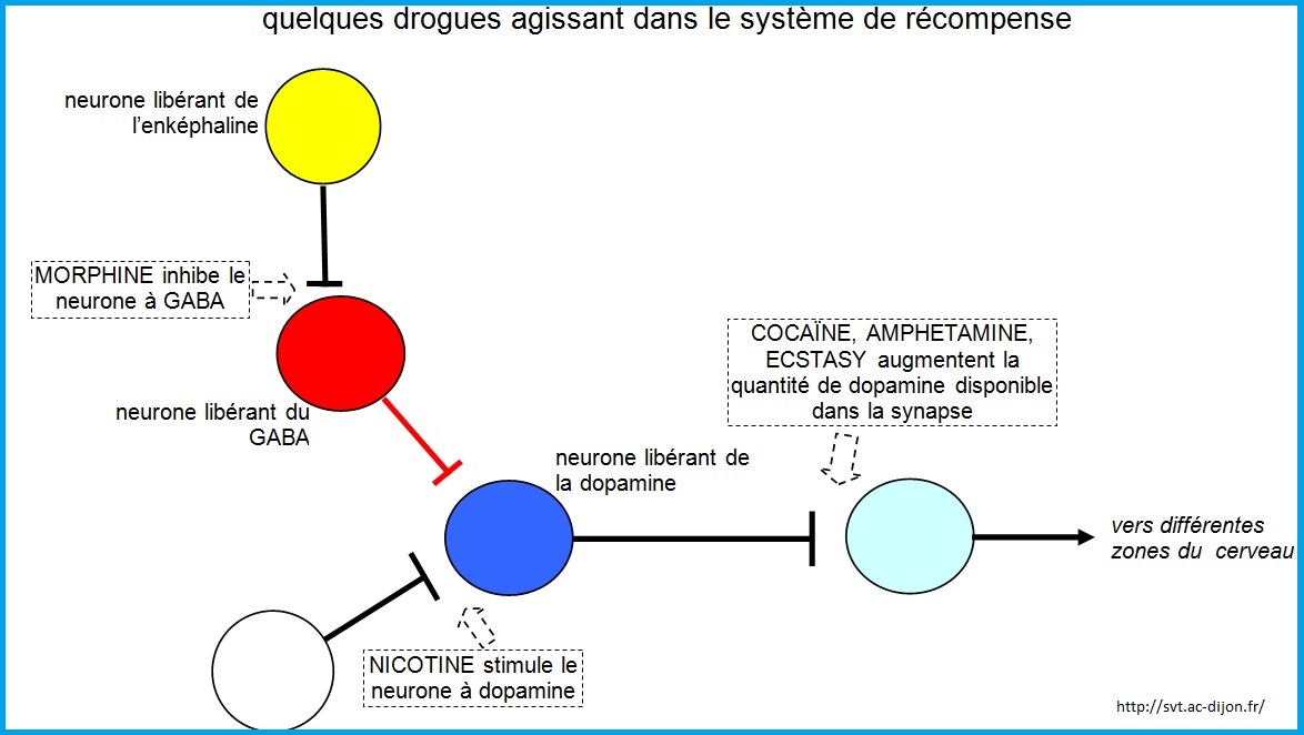 cerveau | Vive les SVT
