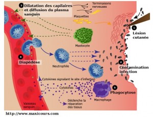 schéma de la réaction inflammatoire | Vive les SVT ! Les sciences de la ...