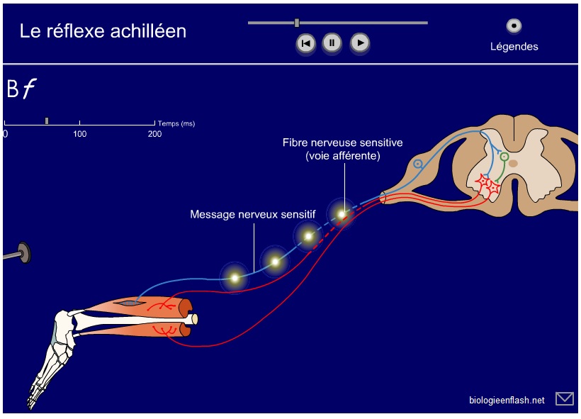 réflexe achilléen SVT Term S | Vive les SVT ! Les sciences de la vie et ...
