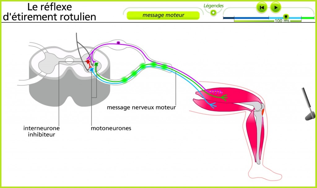 réflexe rotulien SVT BAC S | Vive les SVT ! Les sciences de la vie et ...