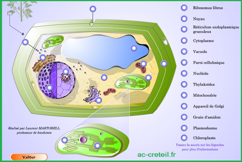 cellule végétale Bac S Spé SVT | Vive les SVT ! Les sciences de la vie ...