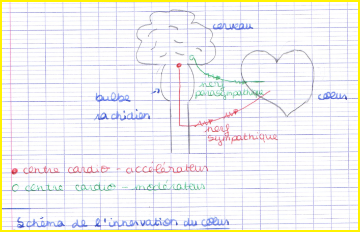 Une boucle de régulation nerveuse | Vive les SVT