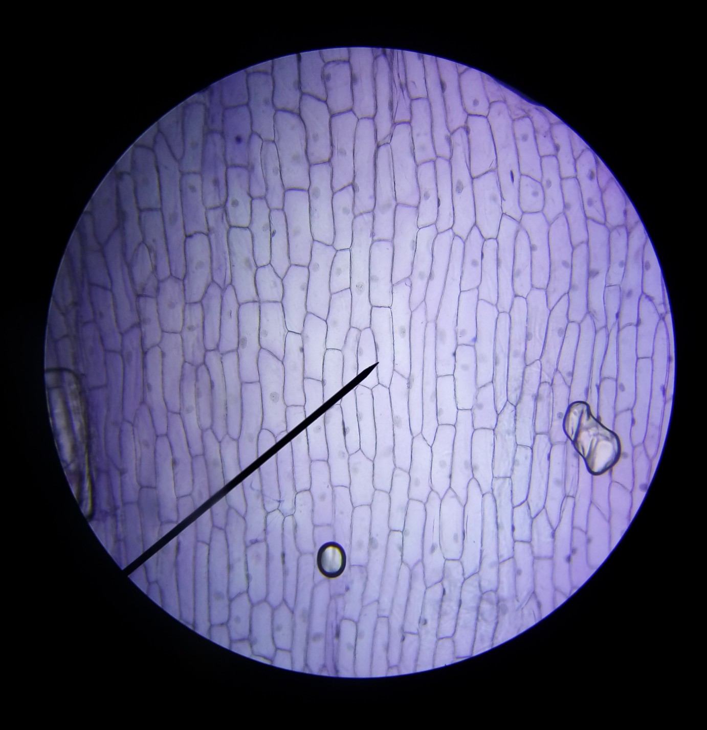 Unité et diversité des organismes vivants - Cours de SVT 6ème | Vive ...