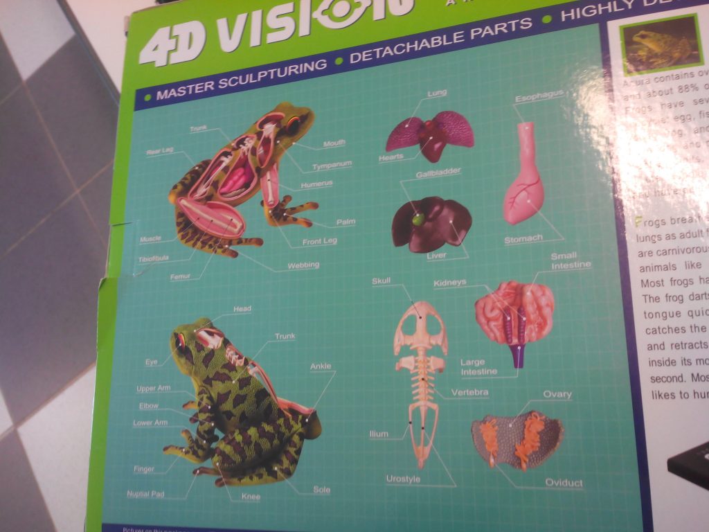 Classification des espèces maquettes animaux SVT 3D 4D (10) | Vive les ...