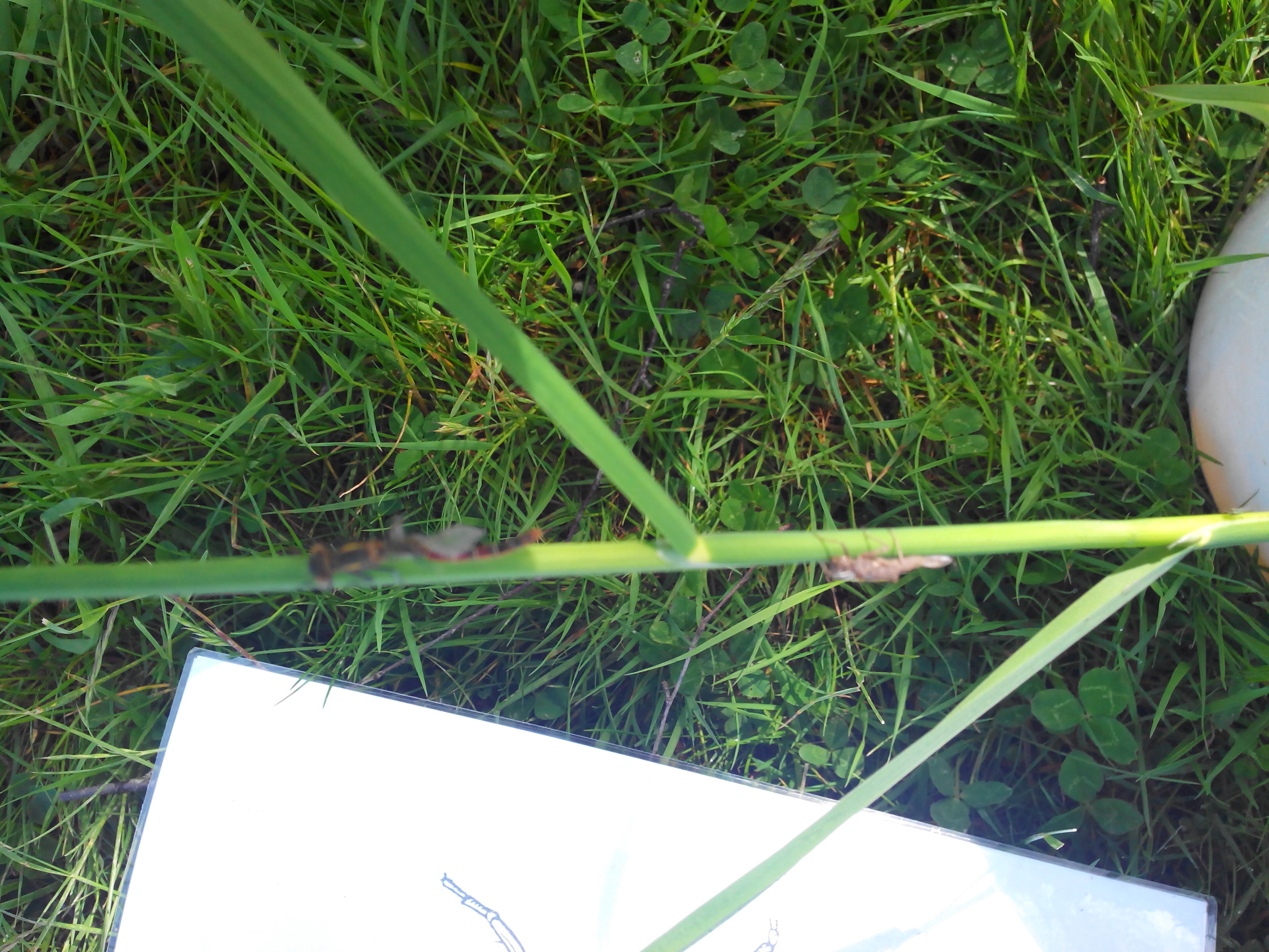 Découverte de l'écosystème Mare | Vive les SVT ! Les sciences de la vie ...