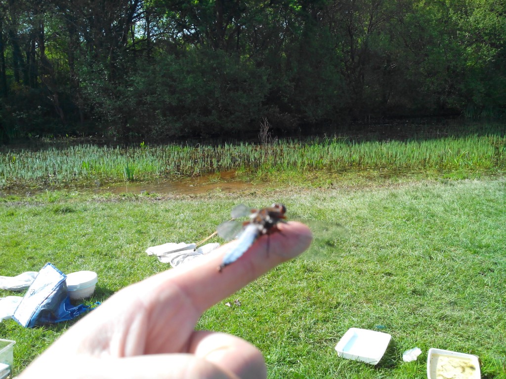 écosystème mare Bretagne Vivante SVT (17) | Vive les SVT ! Les sciences ...