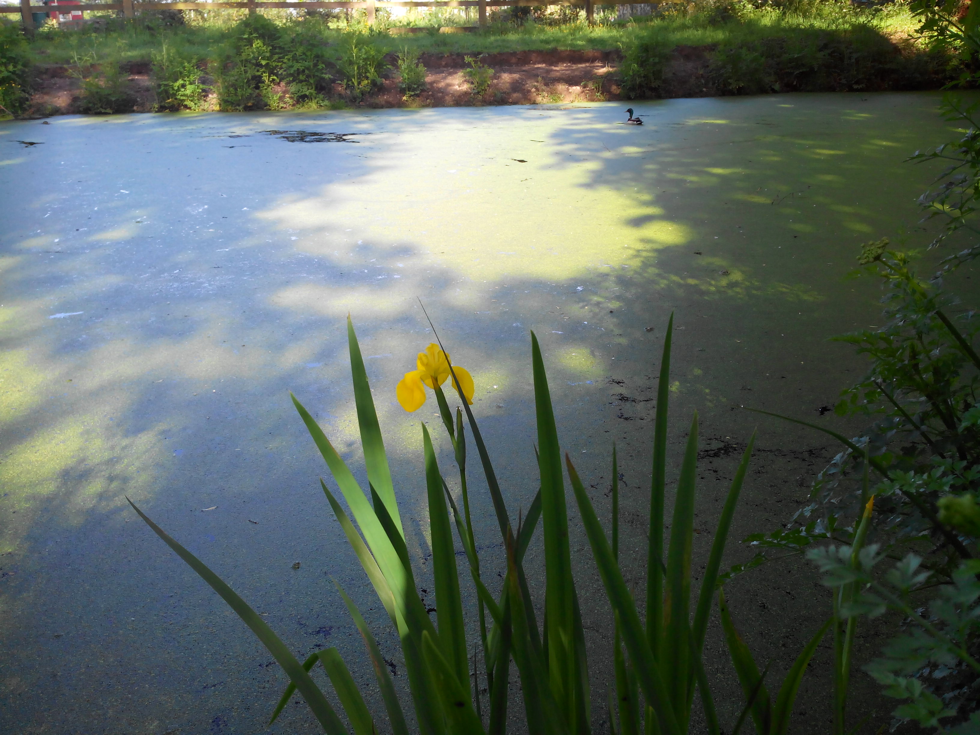 Découverte de l'écosystème Mare | Vive les SVT ! Les sciences de la vie ...