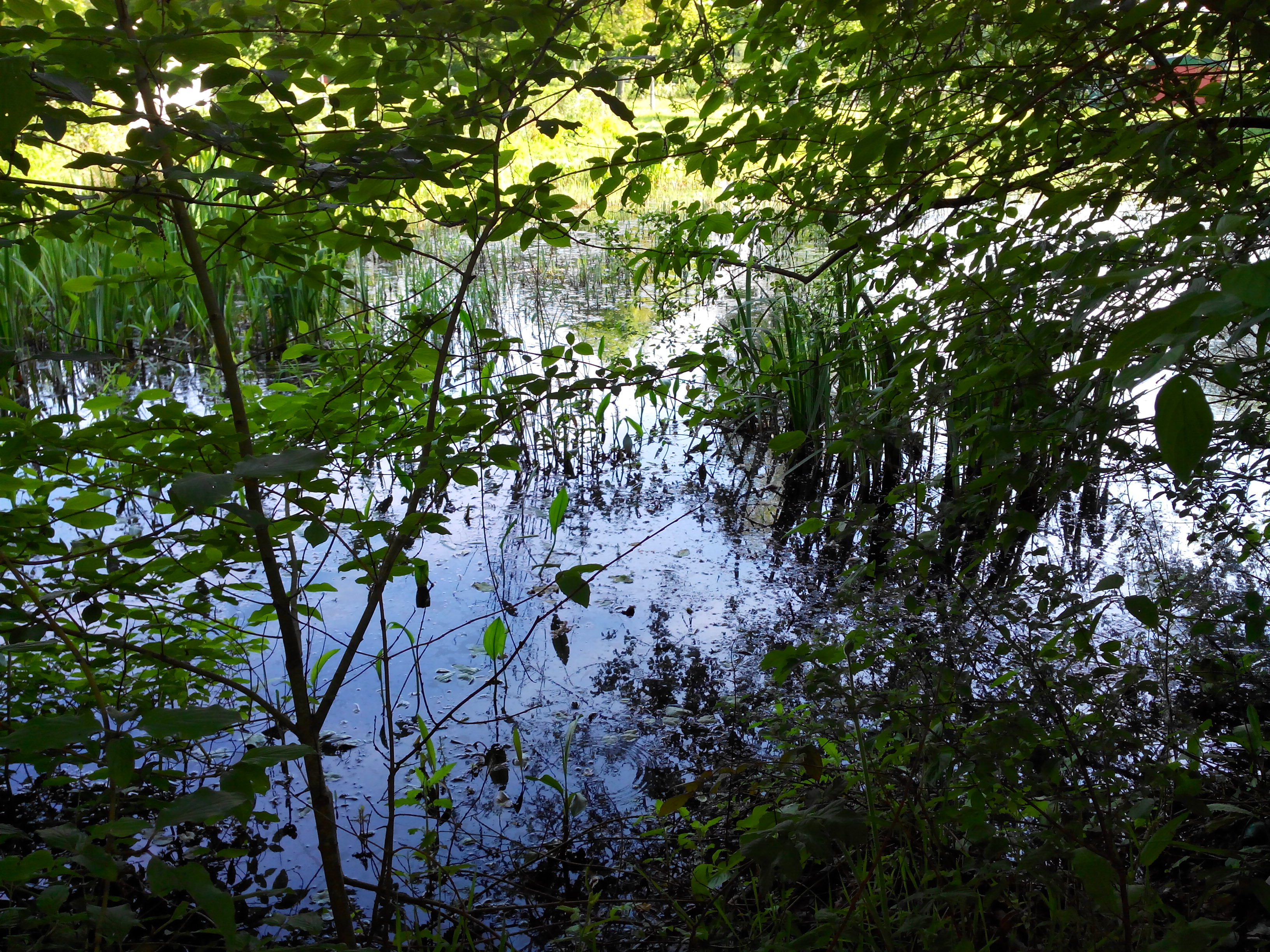 écosystème mare Bretagne Vivante SVT (6) | Vive les SVT ! Les sciences ...