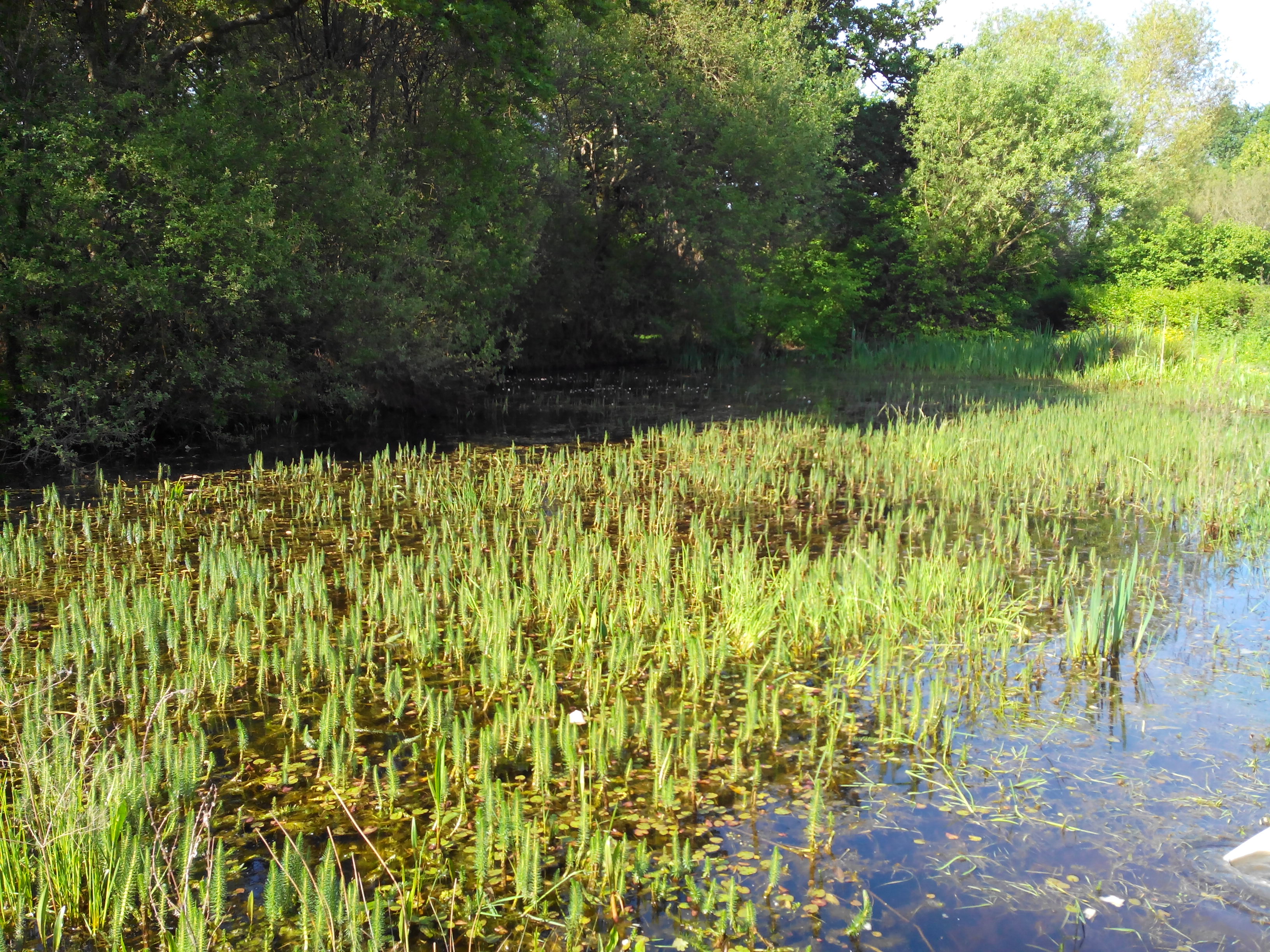 Découverte de l'écosystème Mare | Vive les SVT ! Les sciences de la vie ...
