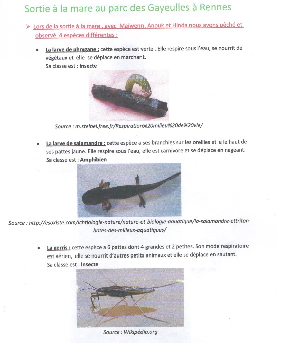 Découverte de l'écosystème Mare | Vive les SVT ! Les sciences de la vie ...