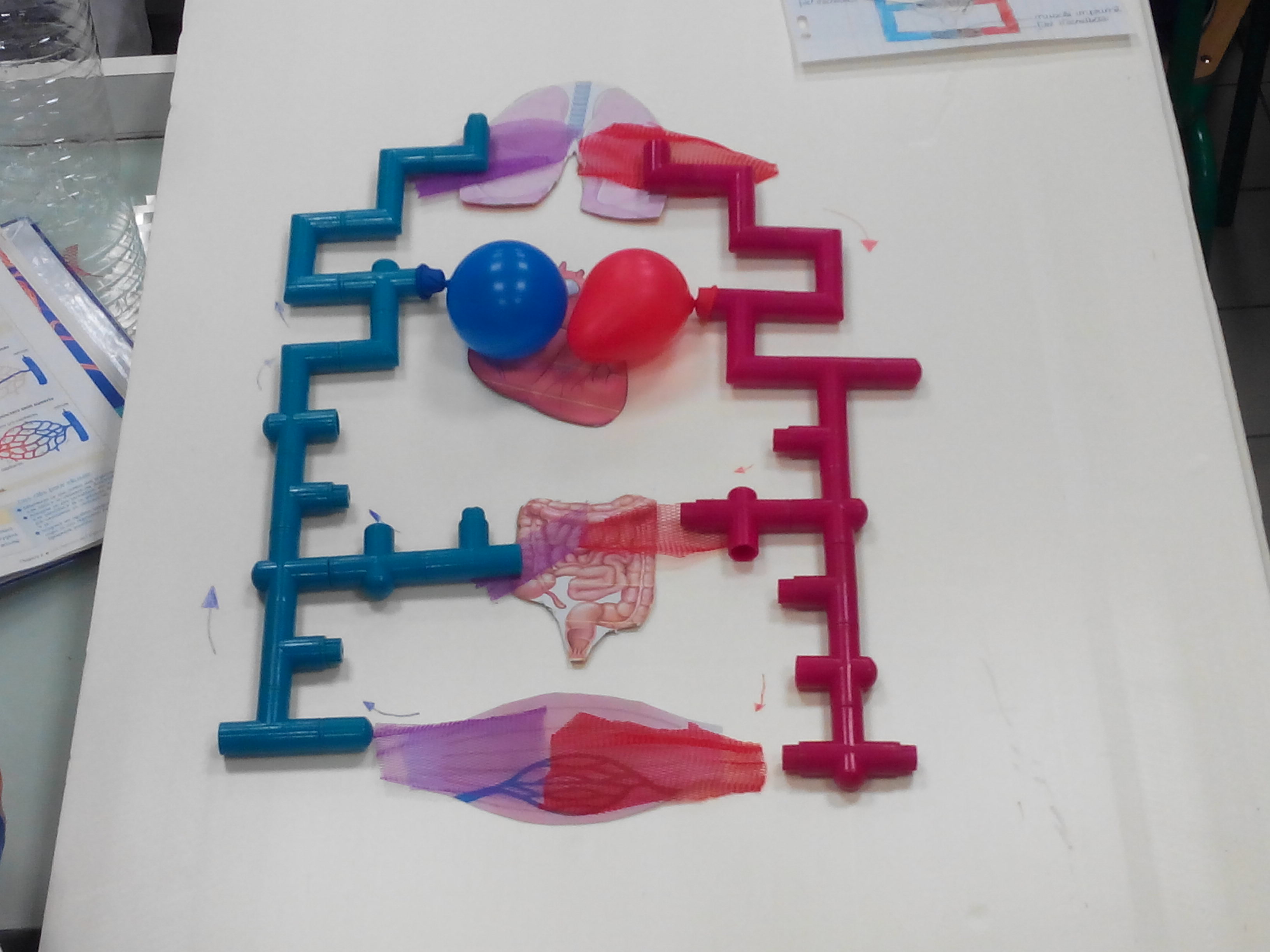 Modélisation de la circulation sanguine | Vive les SVT ! Les sciences ...