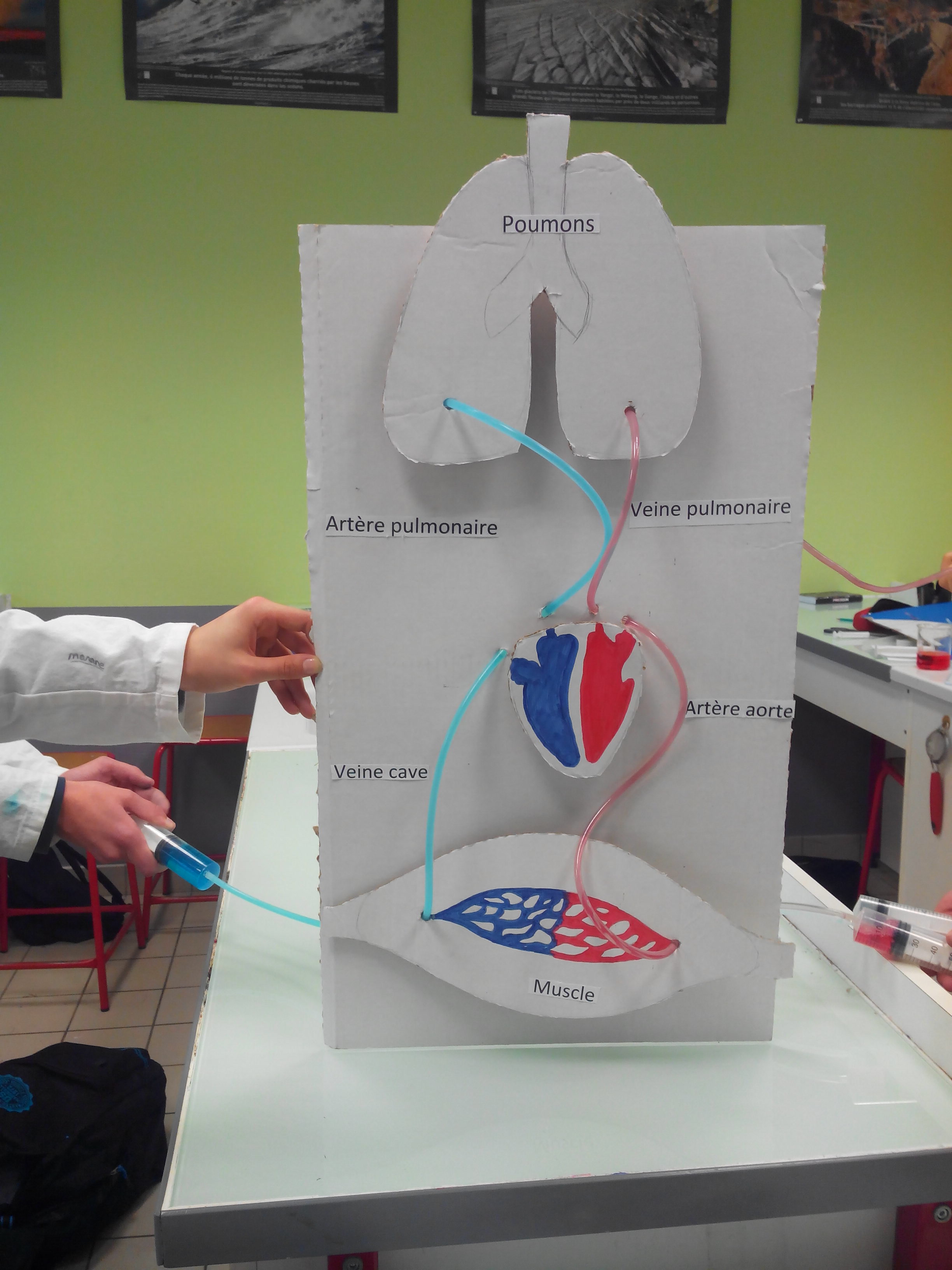 Modélisation de la circulation sanguine | Vive les SVT ! Les sciences ...