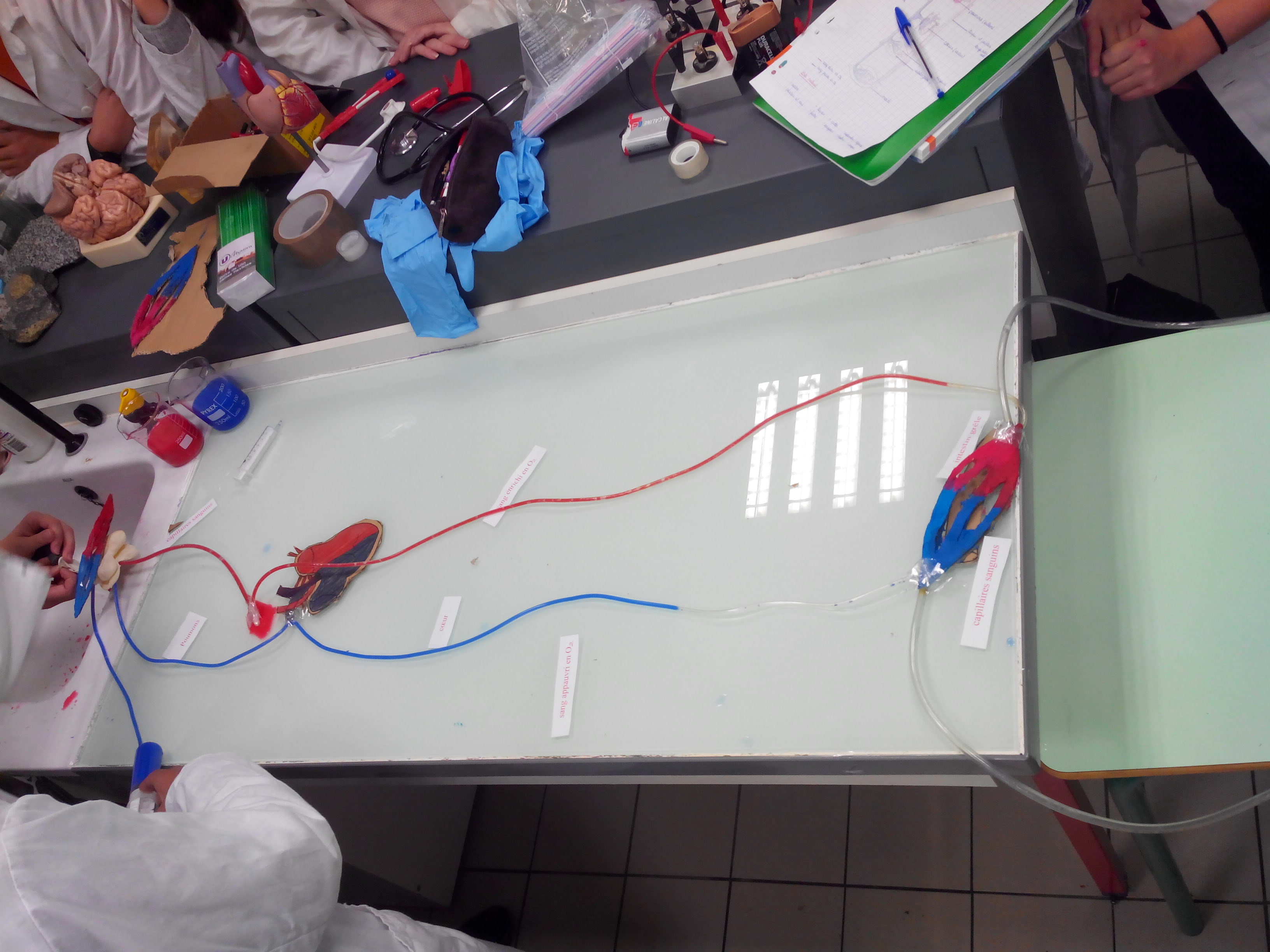 Modélisation de la circulation sanguine | Vive les SVT