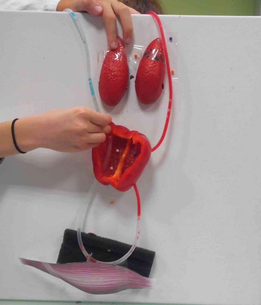 Modélisation de la circulation sanguine SVT (3) | Vive les SVT ! Les ...